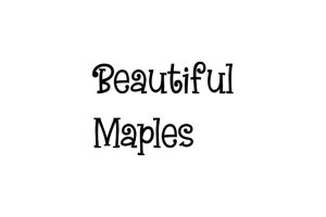 Beautiful Maples Font - Free Font Download